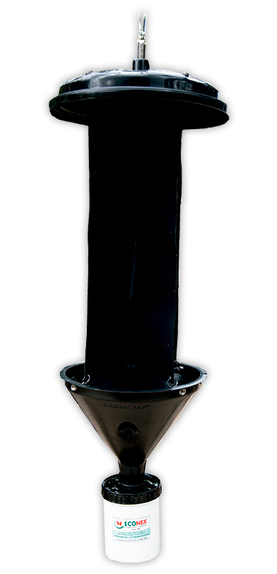 Tomicus piniperda | Barrenillo de los brotes del pino | ECONEX ...